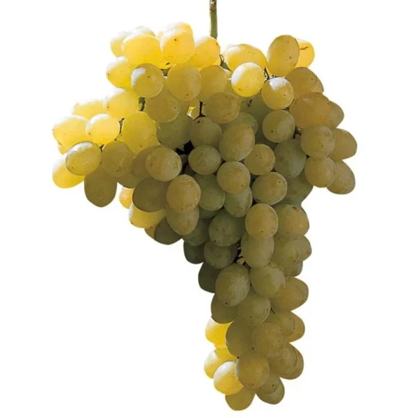 Vigne Sans Pépin Sultanica Bianca – Sultanine - ARBRES FRUITIERS